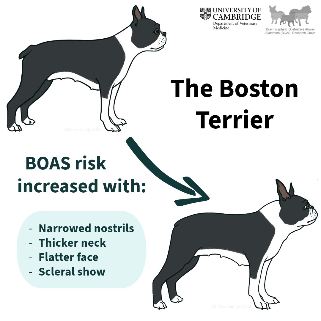 BOAS in the Boston Terrier: A Healthier Screw-Tailed Breed? - Granta ...